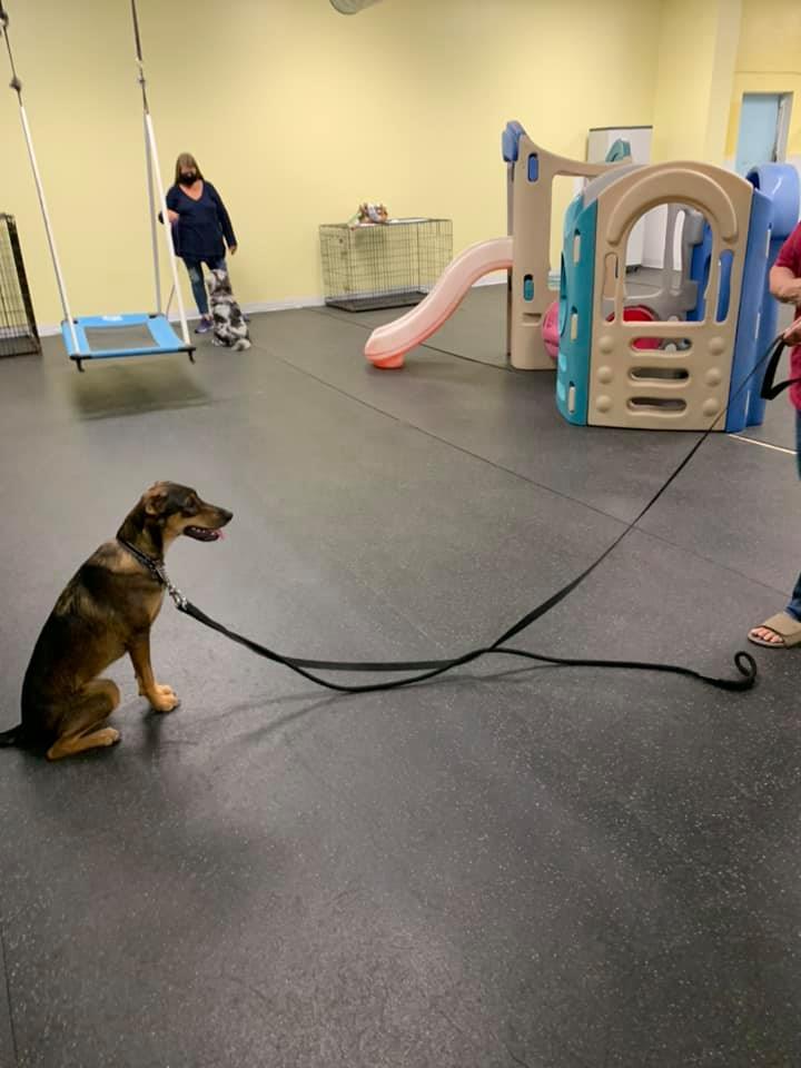 As the Dog Learns - Canine Obedience Training